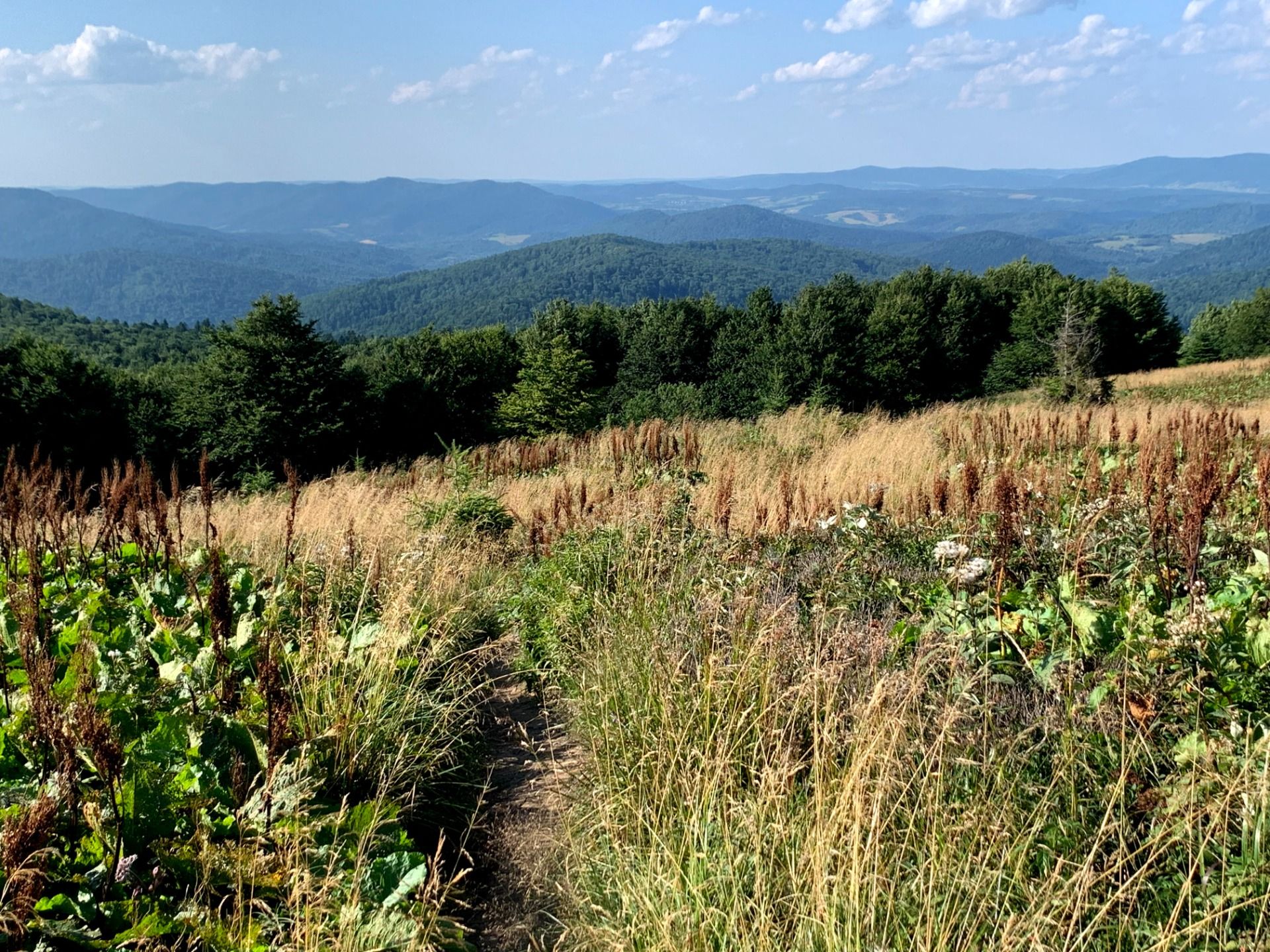 Halicz, Tarnica, Bukowe Berdo. Część II. Iść, ciągle iść... połoniną ...